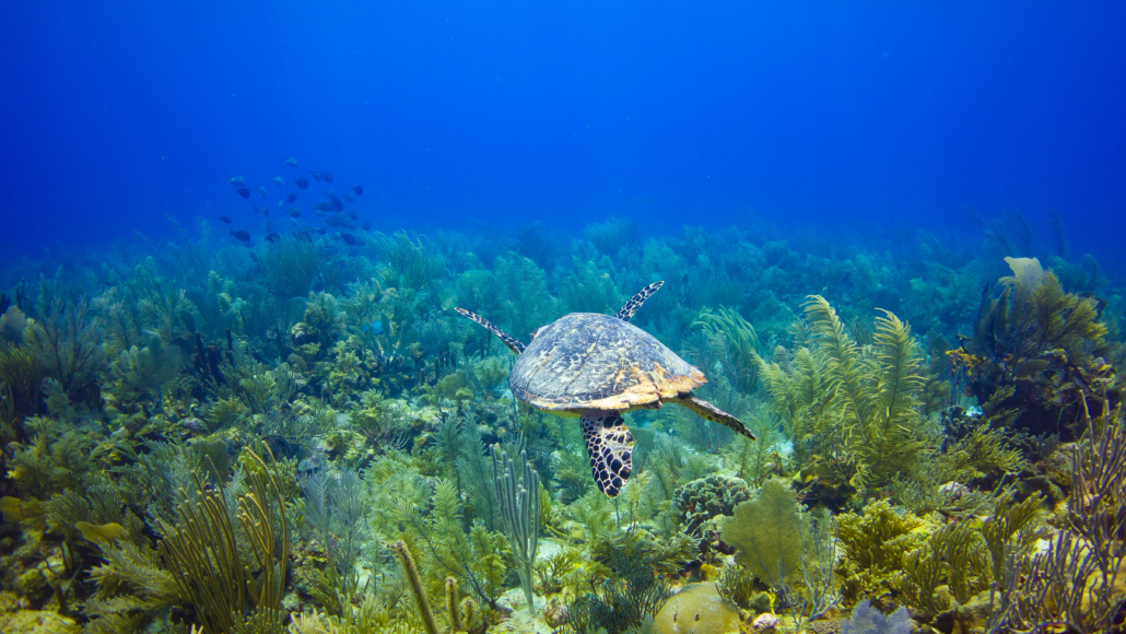 Top Snorkel and Swim Tour at Silk Caye in Placencia Belize - Captain Jaks