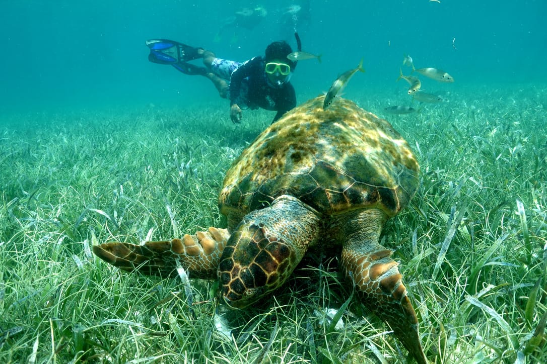 Pompion Caye Two-Tank Dive | Captain Jak's